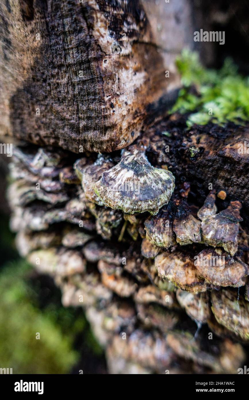 fungi growing on logs Stock Photo - Alamy