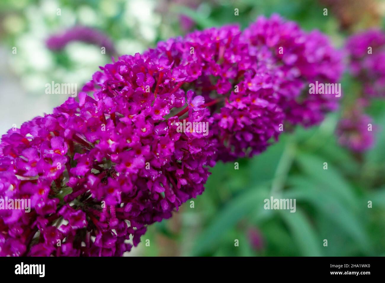 British garden plants in domestic home garden Stock Photo - Alamy