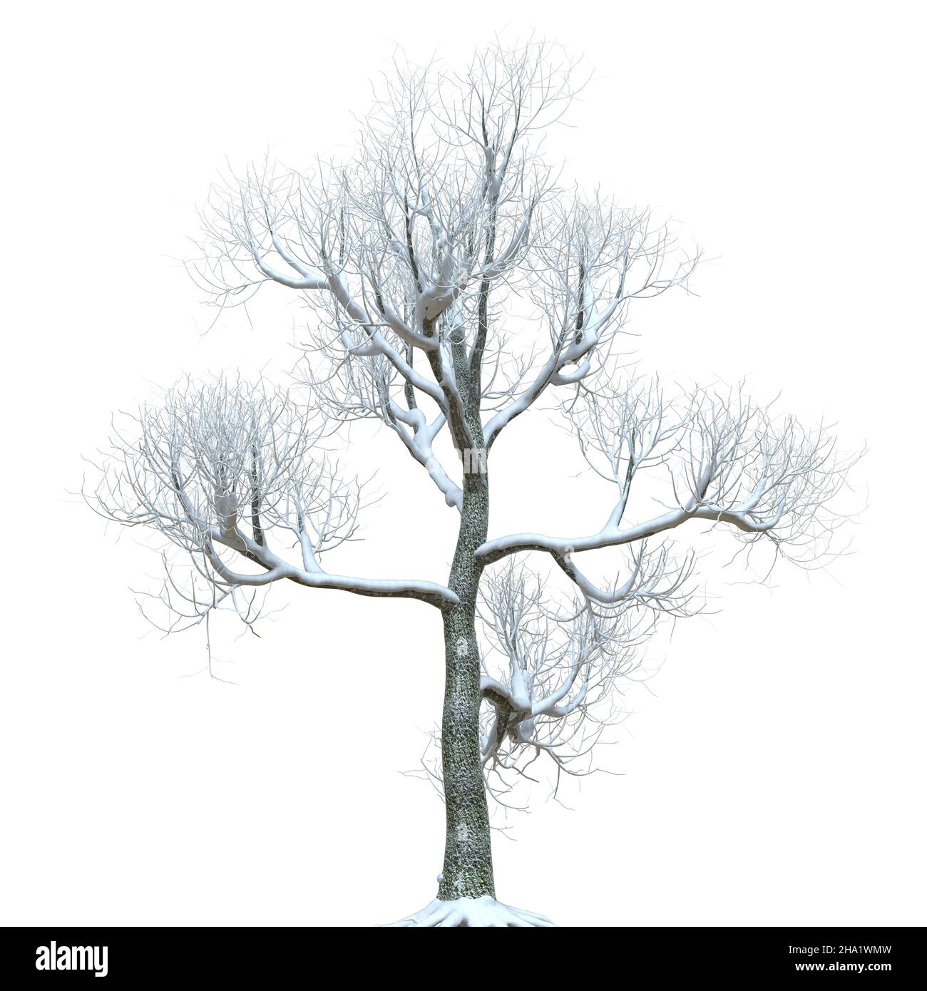 3D illustration winter tree under the snow isolated on white background ...