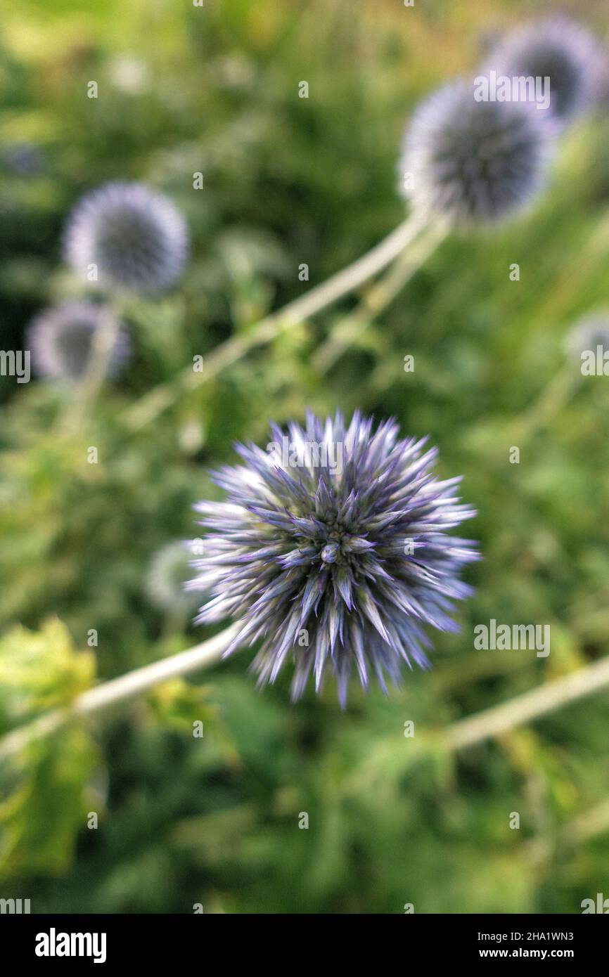 British garden plants in domestic home garden Stock Photo - Alamy