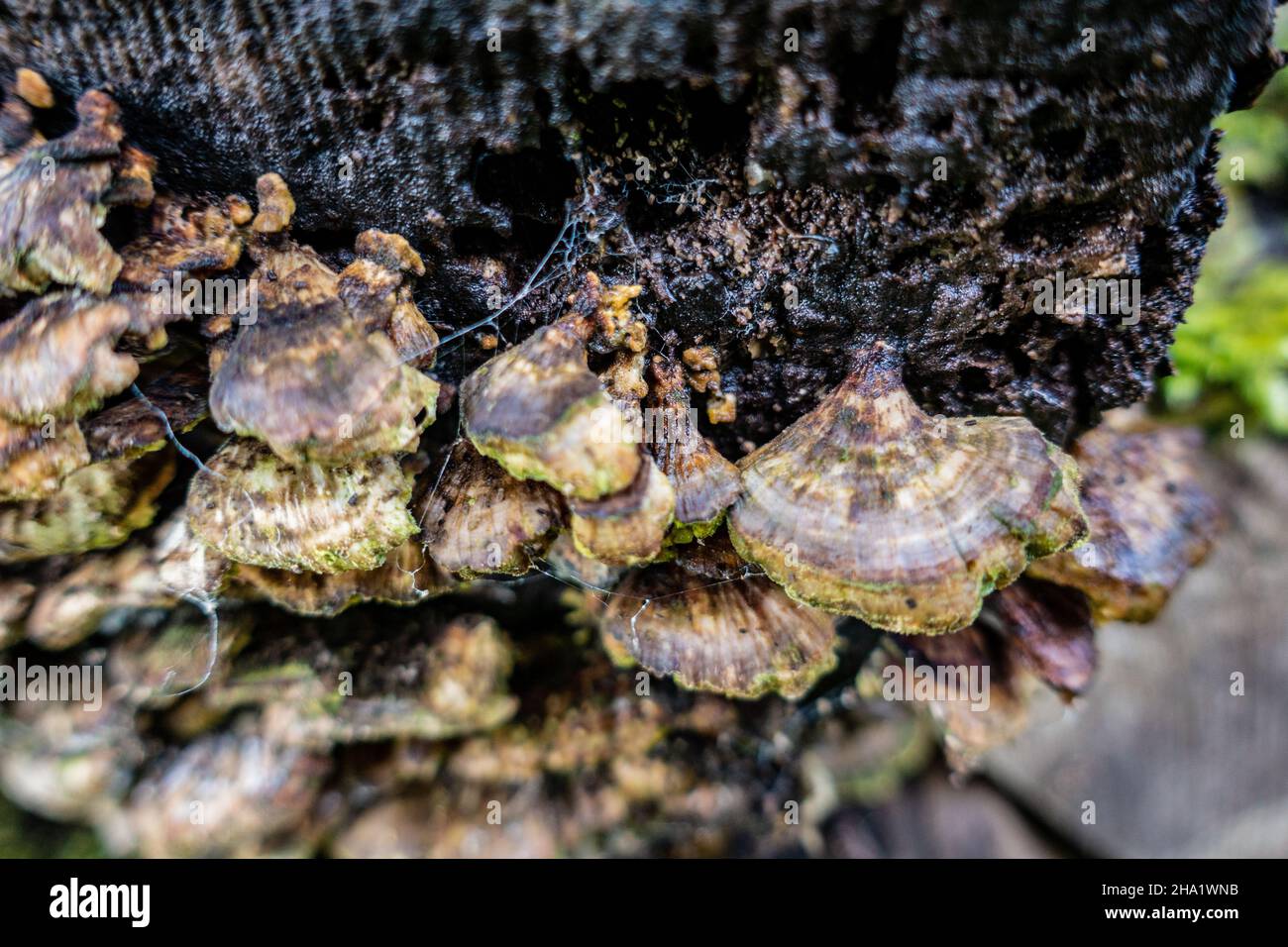 fungi growing on logs Stock Photo - Alamy