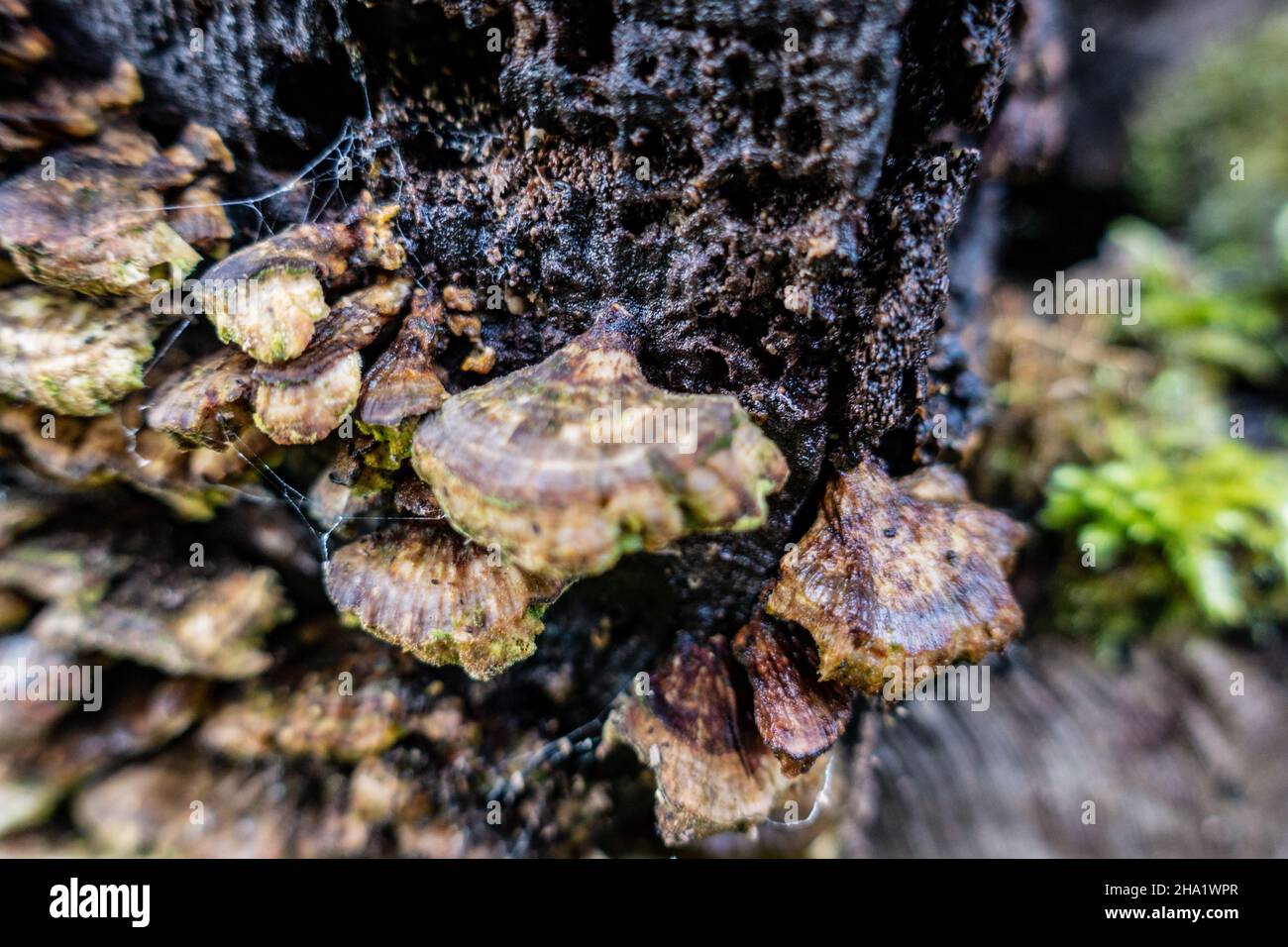 fungi growing on logs Stock Photo - Alamy