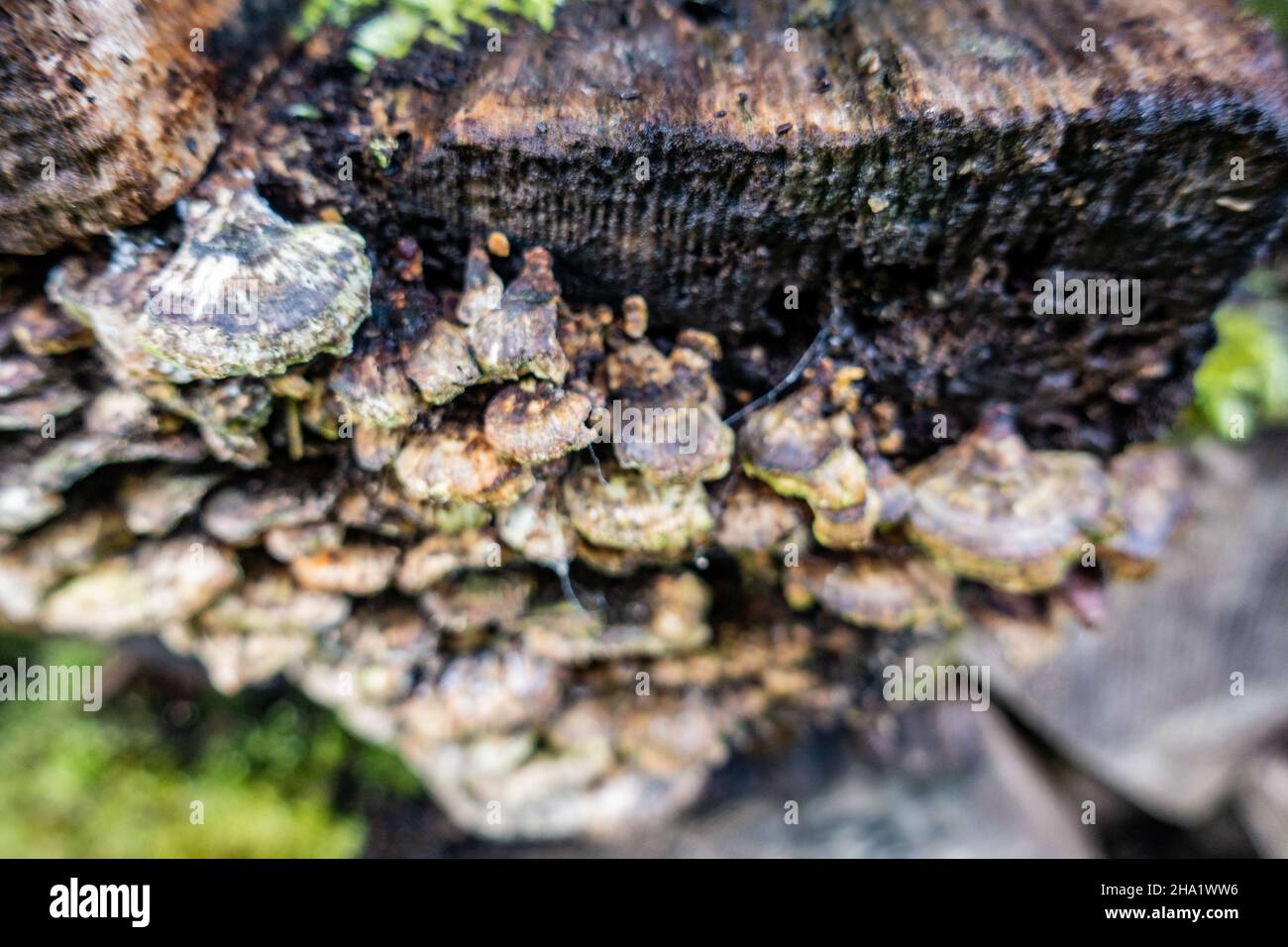 fungi growing on logs Stock Photo - Alamy