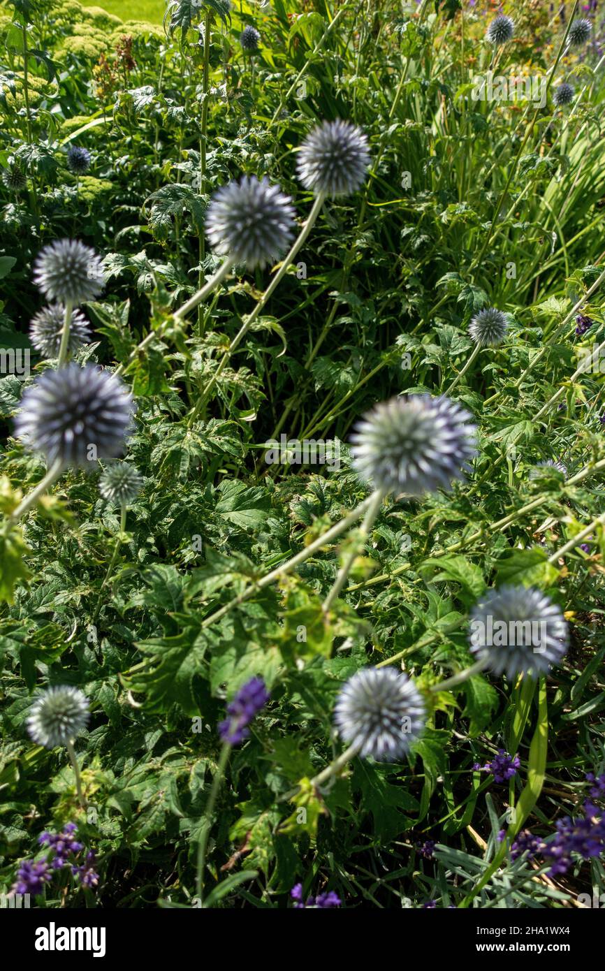 British garden plants in domestic home garden Stock Photo - Alamy