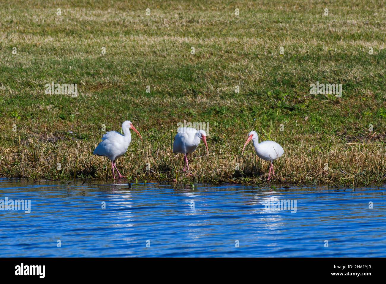 Ibises in the city hi-res stock photography and images - Alamy