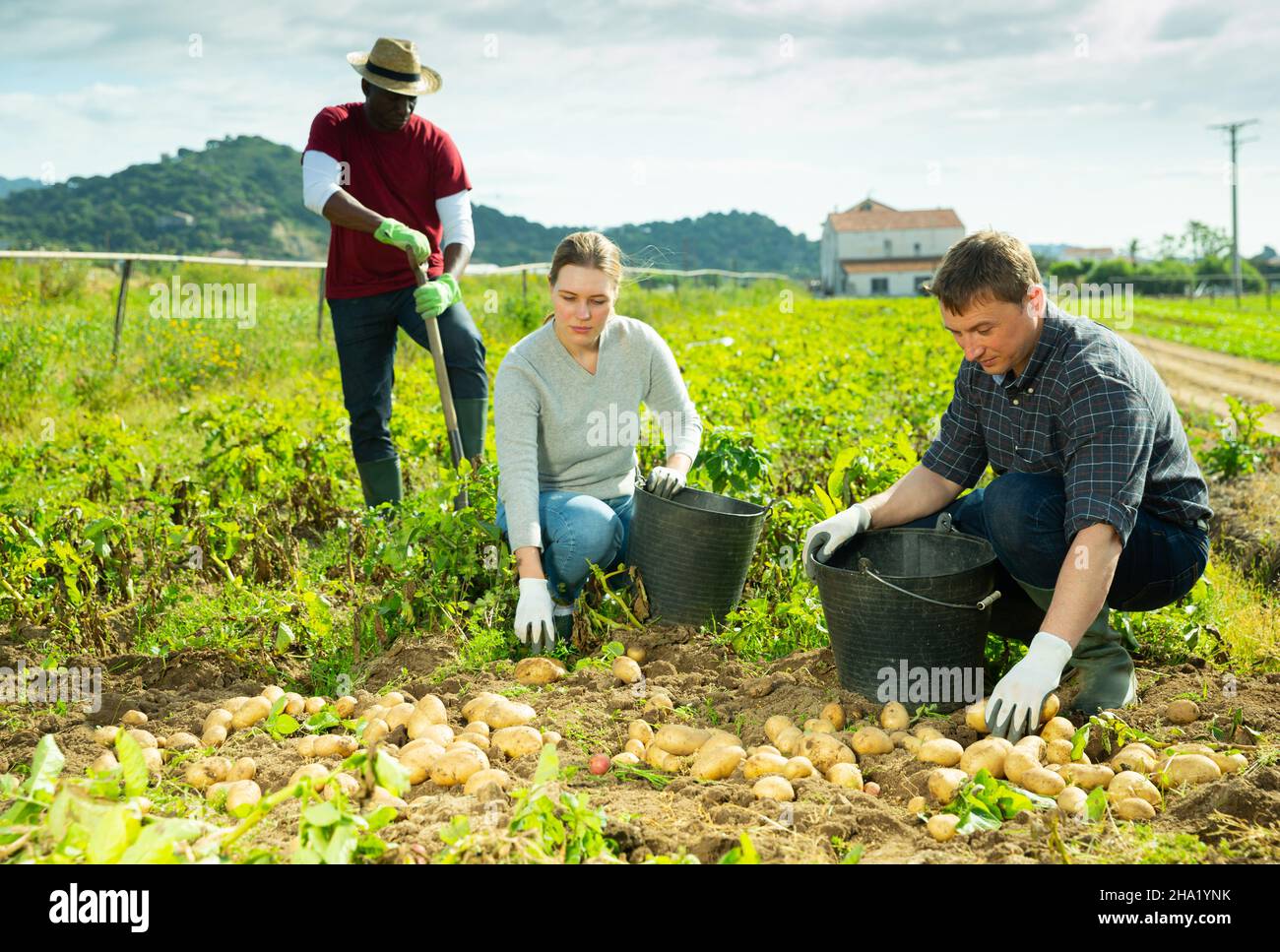 Team of workers harvests potatoes on plantation Stock Photo - Alamy