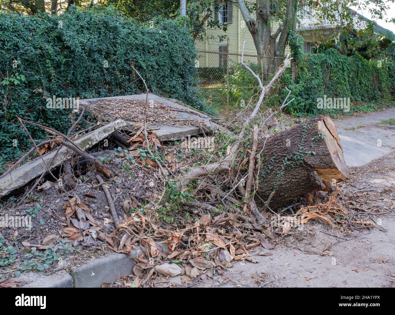 Remnants of collapsed tree trunk and severely buckled sidewalk after ...