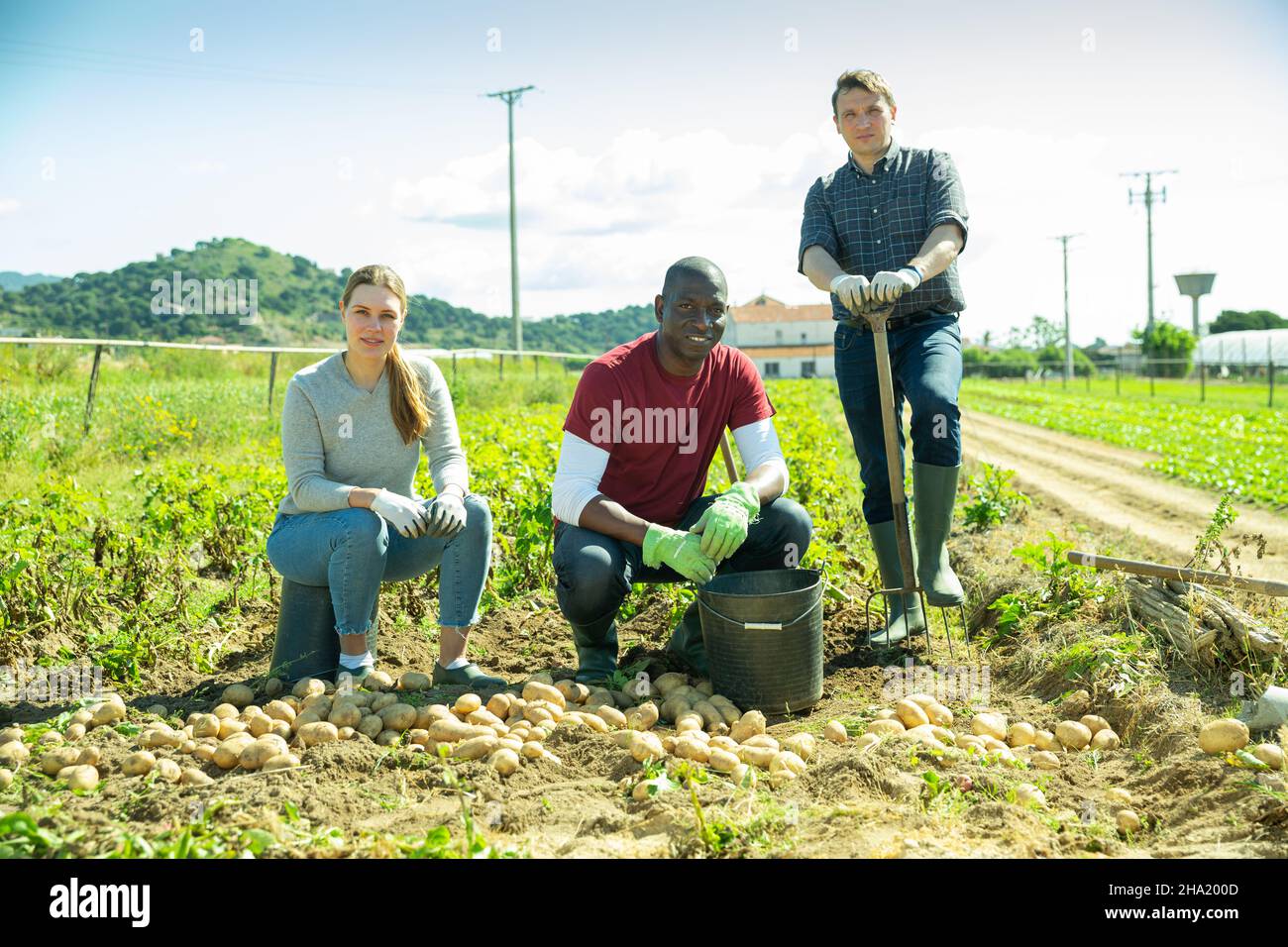 Successful team of farmers on potato plantation Stock Photo - Alamy