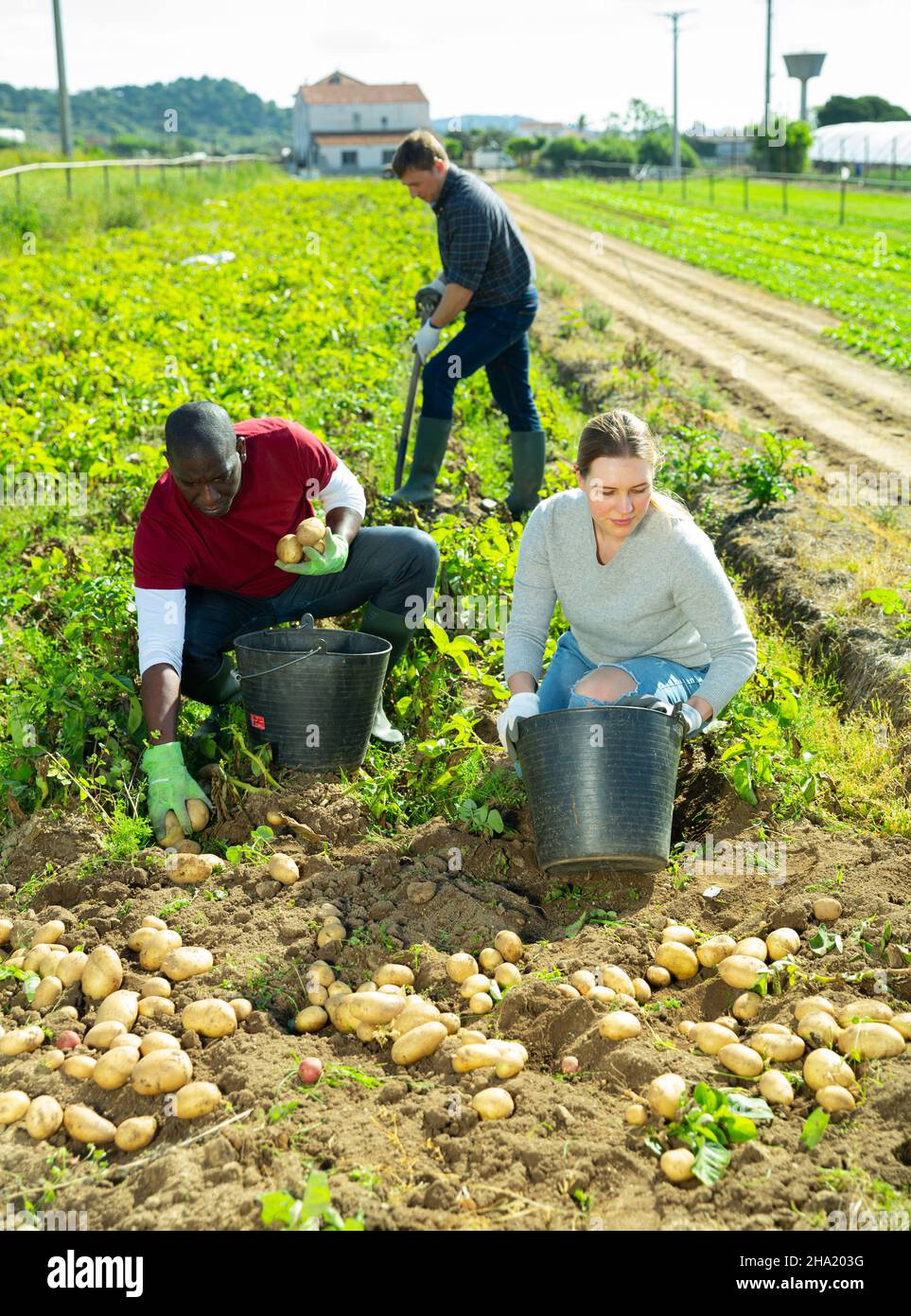 Team of workers harvests potatoes on plantation Stock Photo - Alamy
