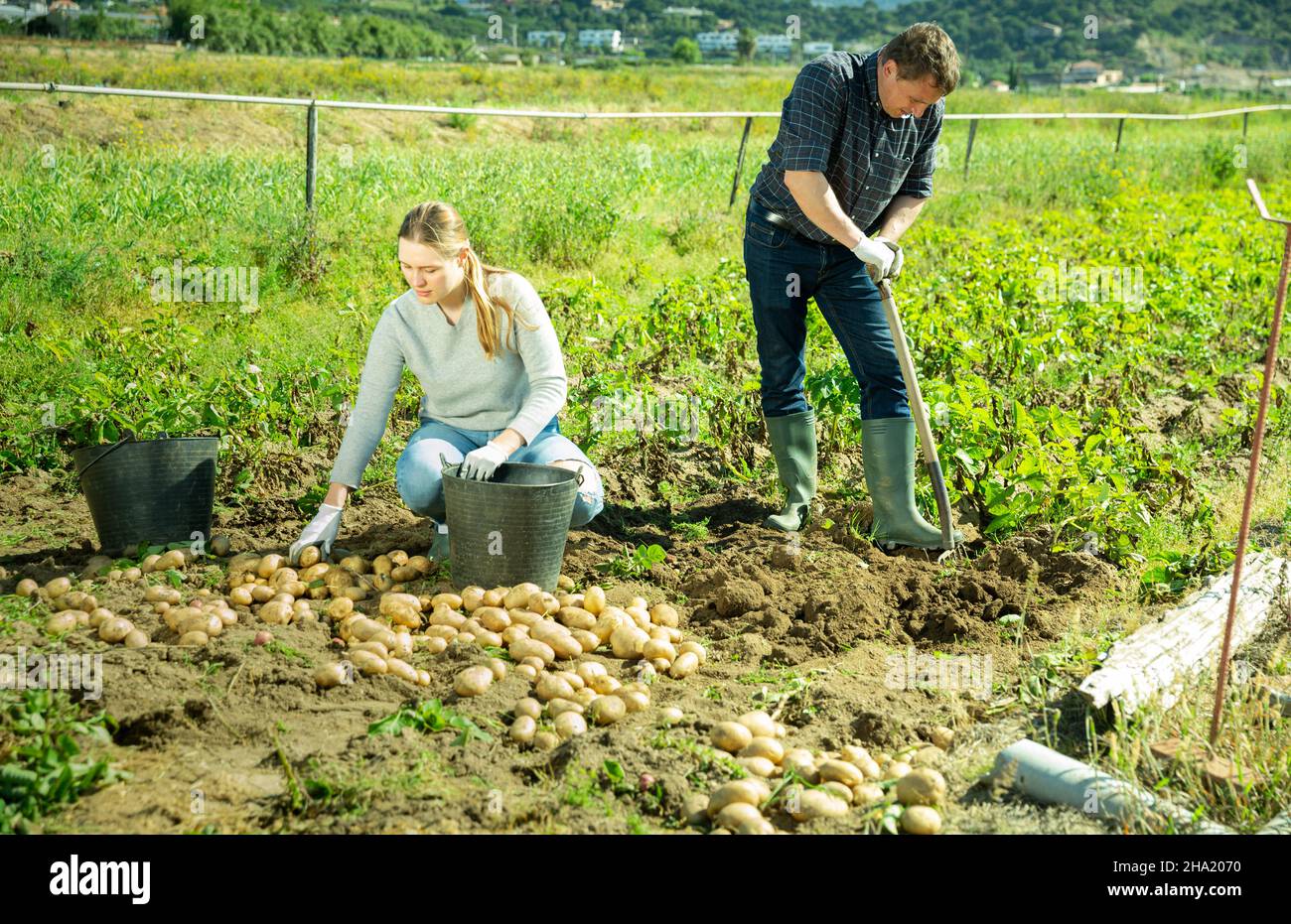 Couple of farmers picking potatoes Stock Photo - Alamy