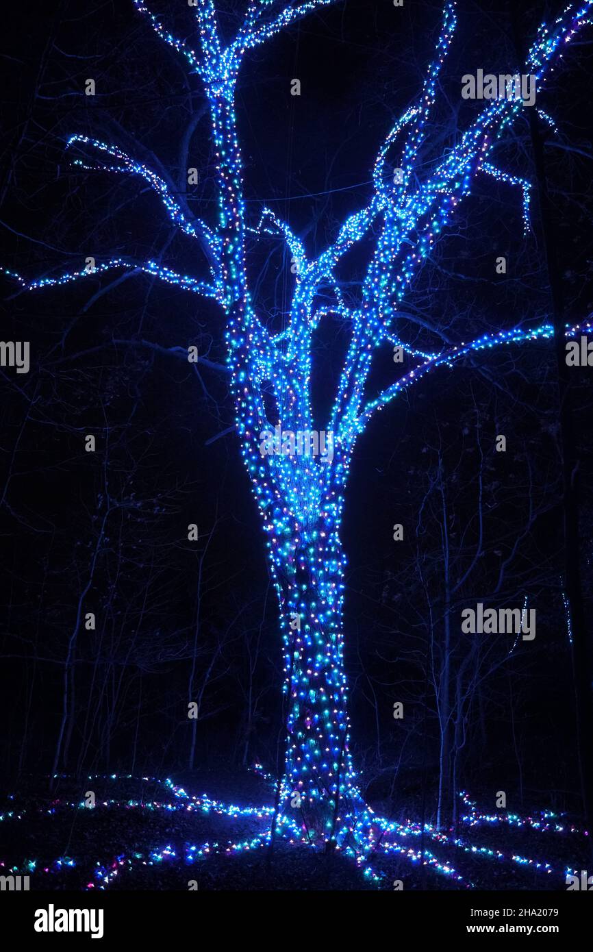 Lighted up tree hi-res stock photography and images - Alamy
