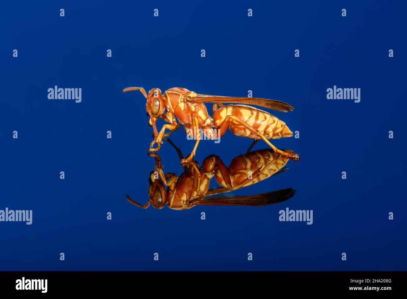Texas Paper Wasp Polistes apachus - Apache Paper Wasp - on dark blue ...