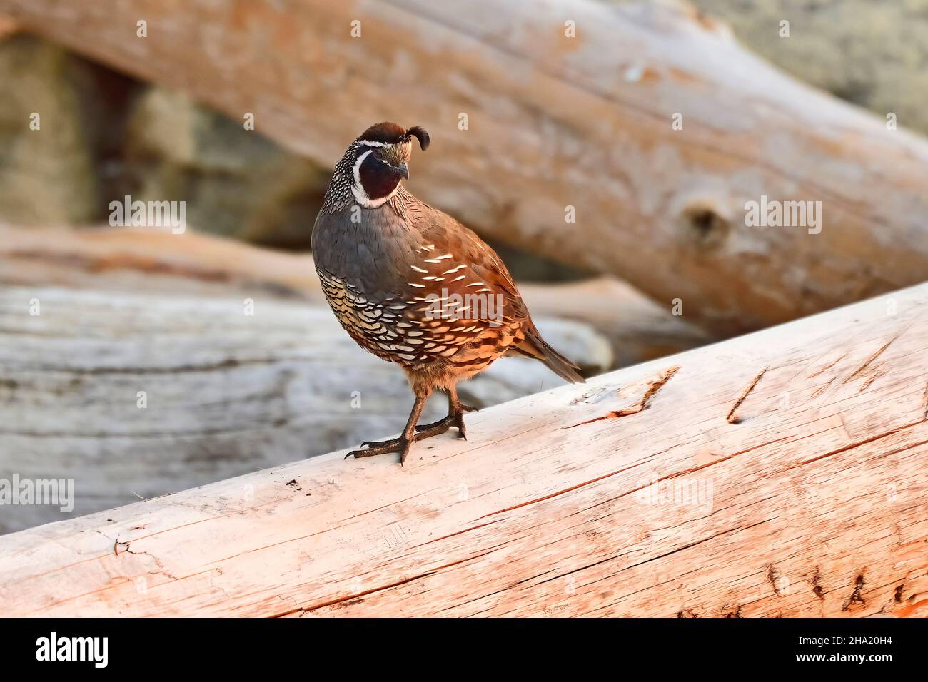 An adult male California Quail "Callipepla californica", walking along ...