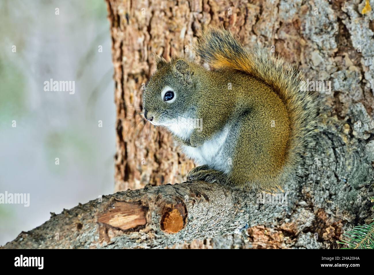 A young red squirrel "Tamiasciurus hudsonicus", sitting on a spruce ...