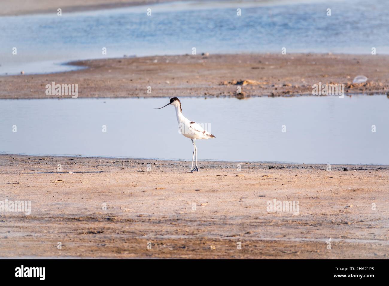 The pied avocet, Recurvirostra avosetta, is a large black and white ...