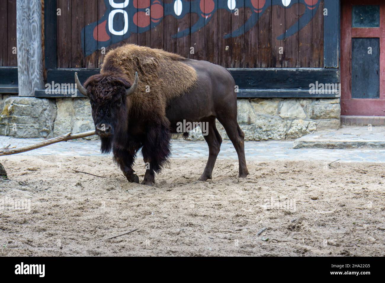 Majestic wooly bison walking on white sand in a zoo Stock Photo - Alamy
