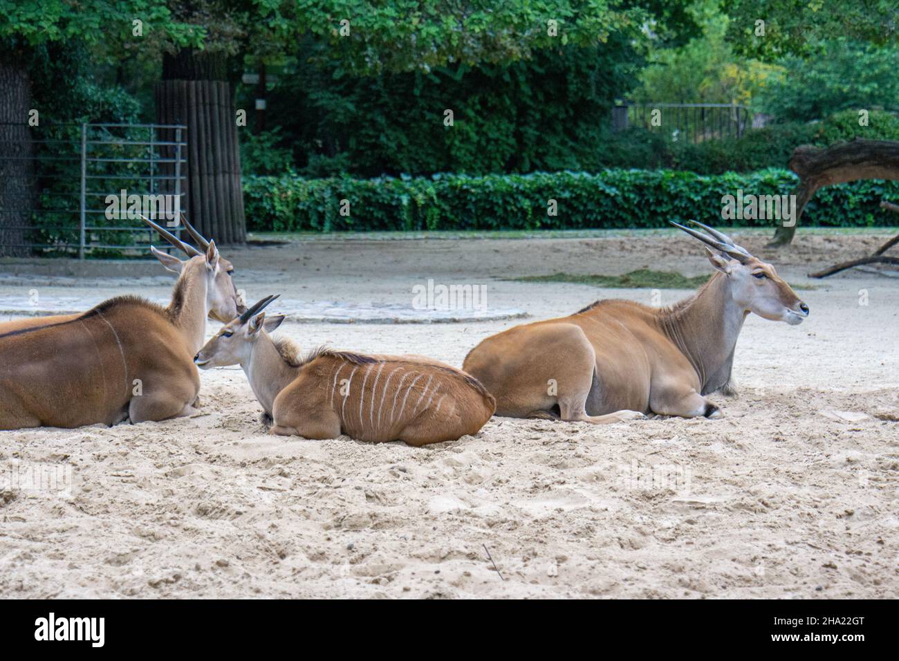 Group of cute antelopes lying on the ground in a zoo, relaxing with ...