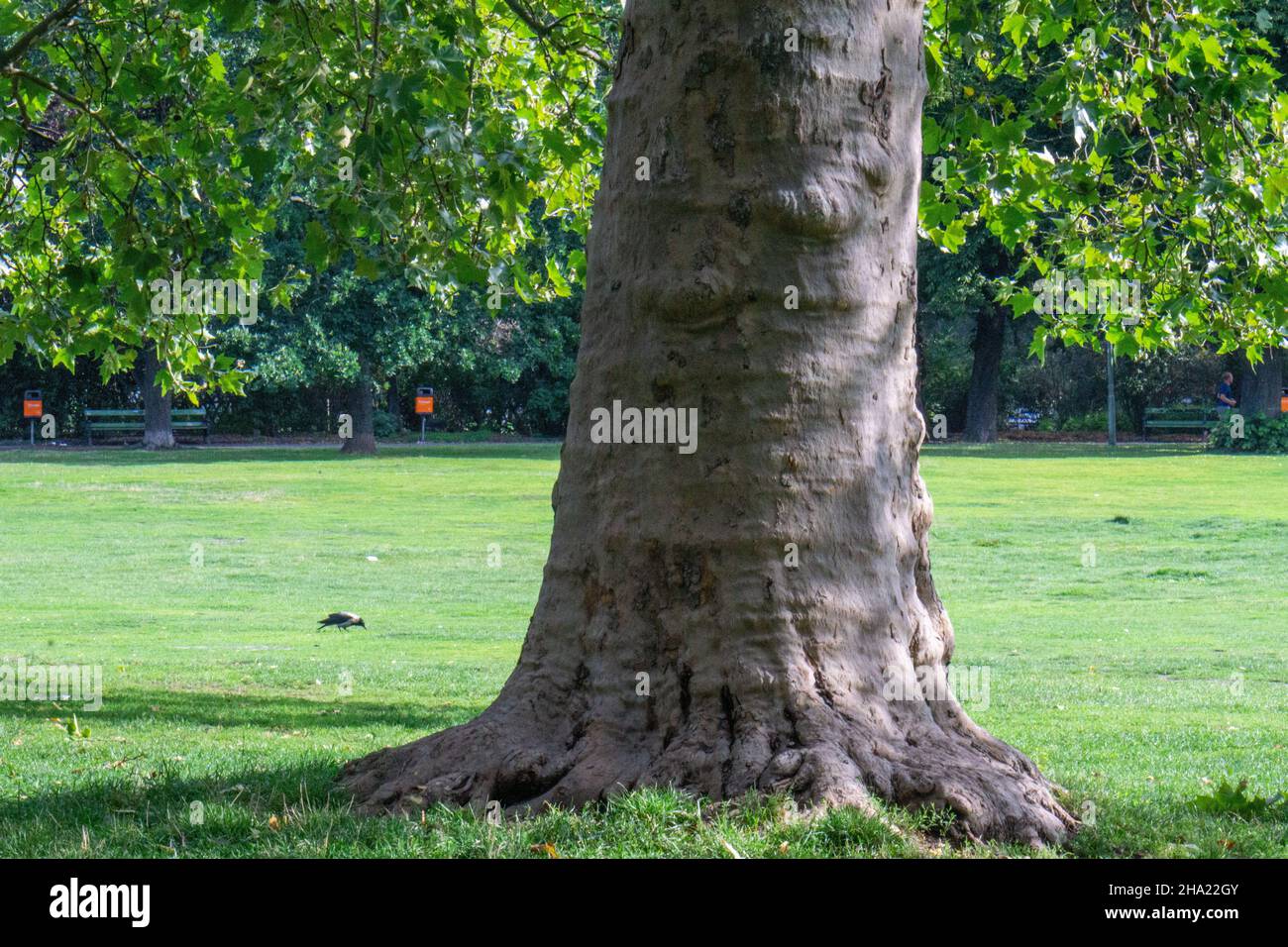 Giant old tree in a sunny park with a wide stem and vibrant green ...