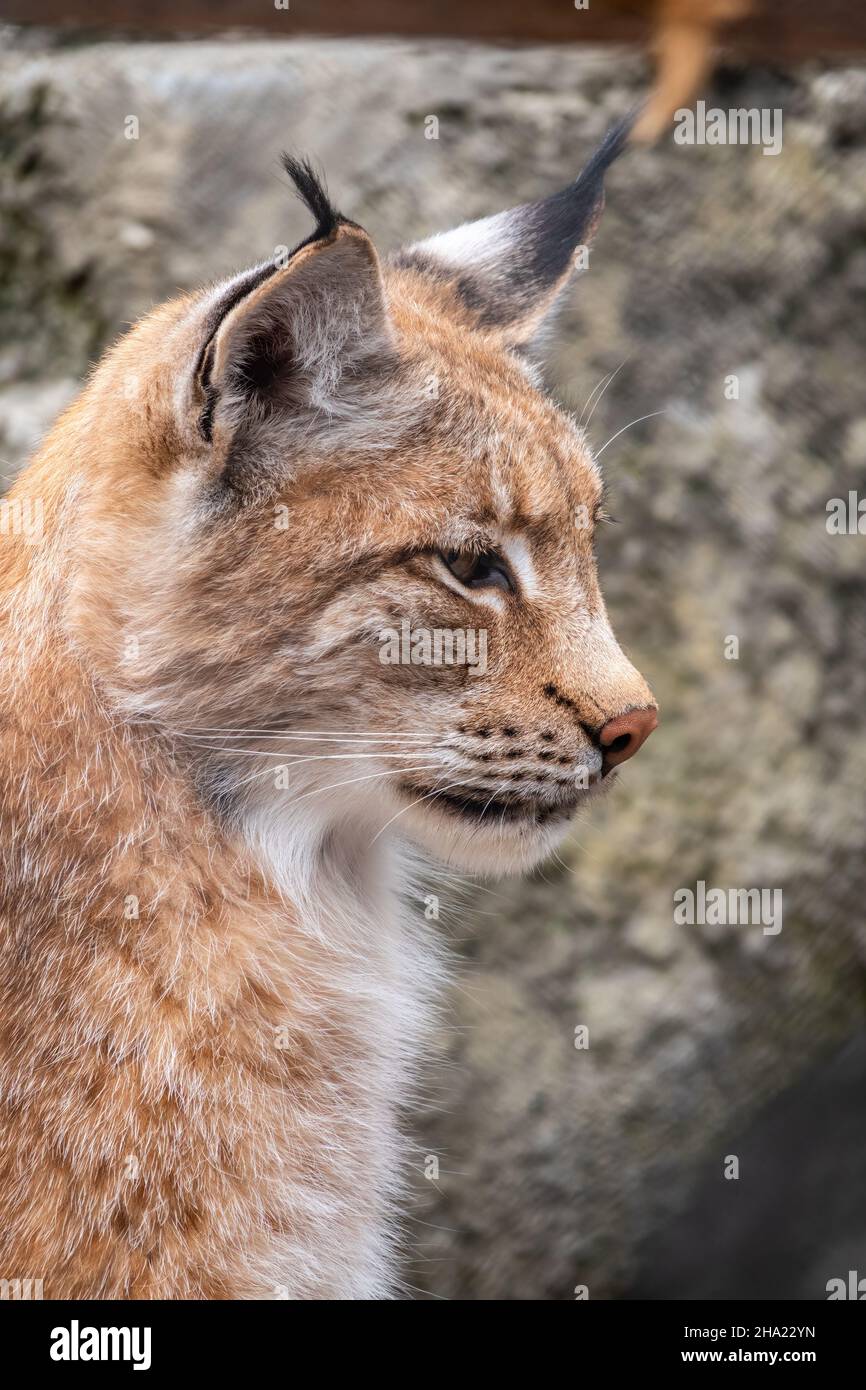 Portrait of The Eurasian lynx close-up. The Eurasian lynx, lat. Lynx ...