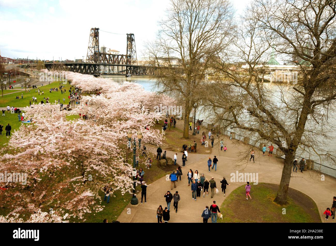 Cherry trees along the water front. Portland, Oregon Stock Photo - Alamy