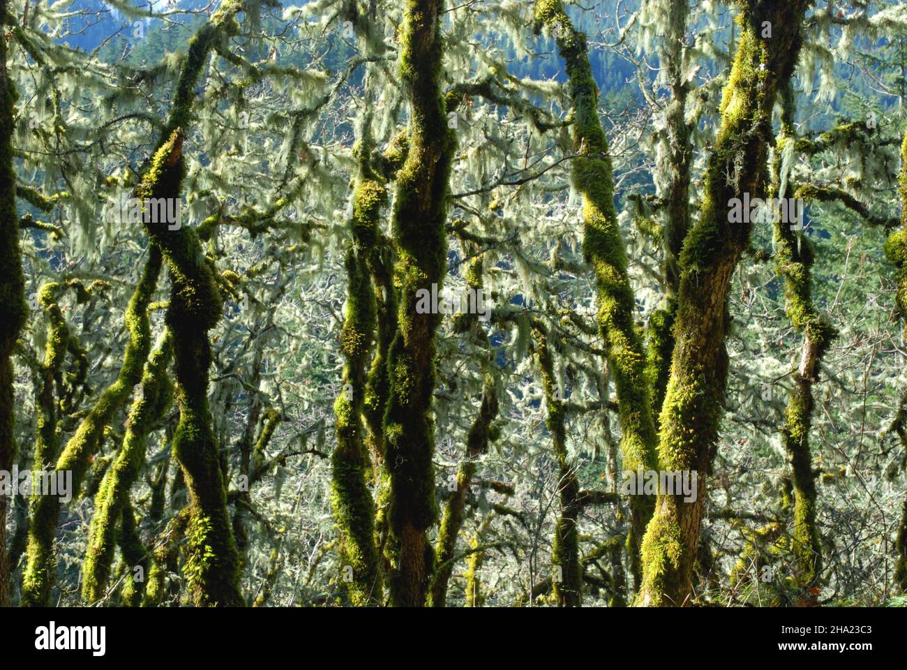 Moss hangs from trees in the Columbia River gorge, Oregon Stock Photo ...