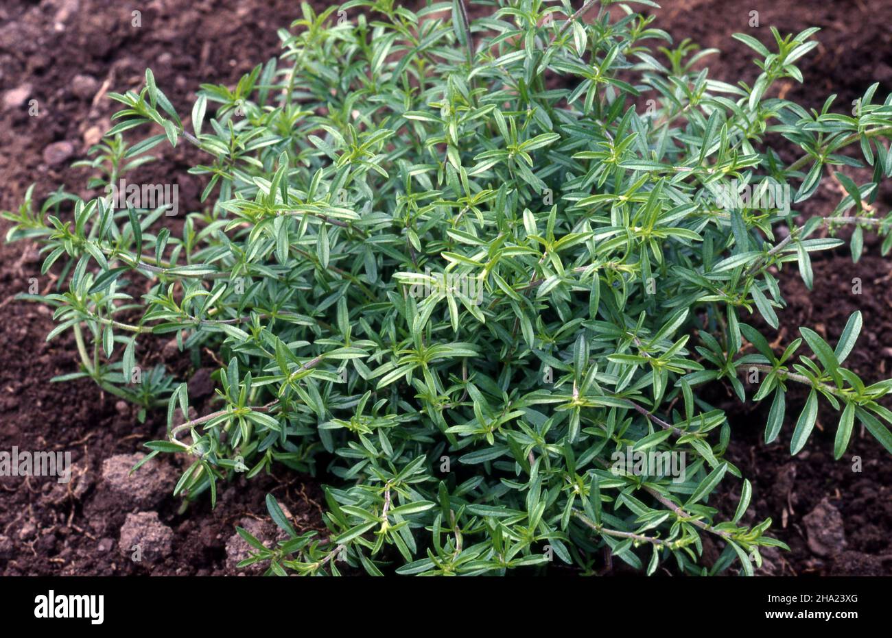 SAVORY (WINTER) SATUREJA MONTANA Stock Photo - Alamy