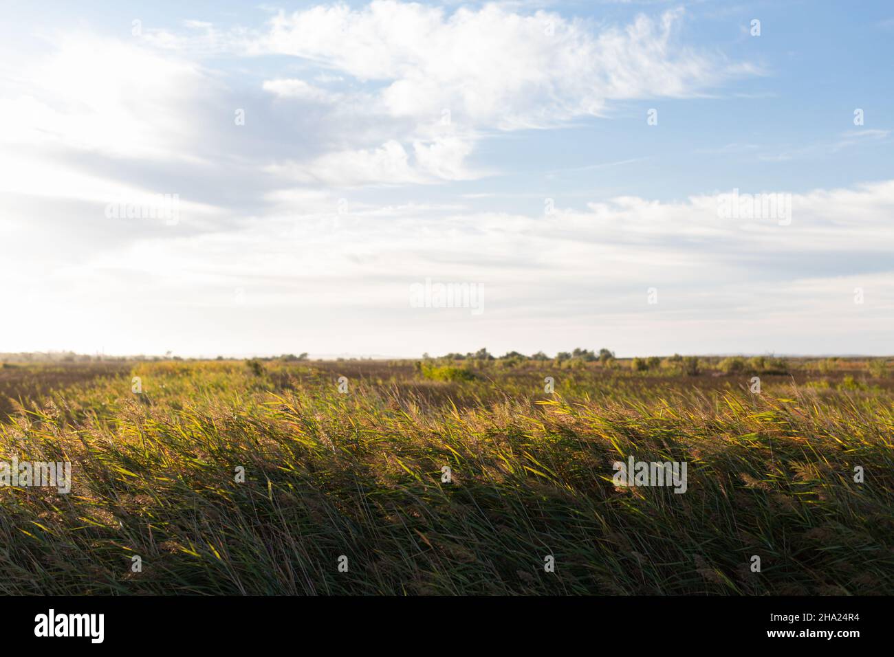 A field at dawn with lots of grass in the wind. Russia, summer Stock ...