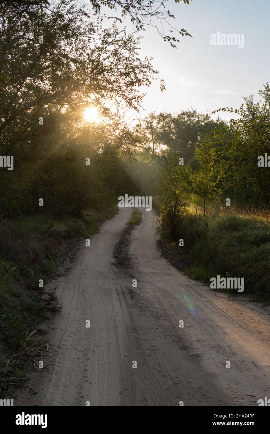 A dirt road through the forest at dawn, the rays of the sun break ...