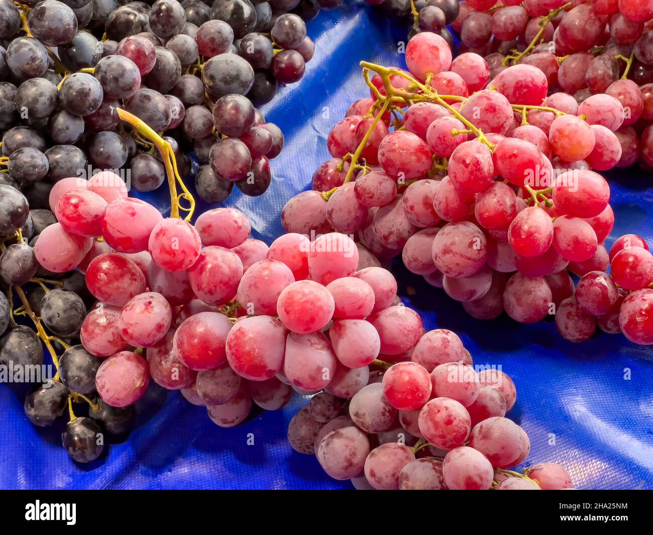 Purple and red grapes lined up on the counter at a farmers market Stock ...