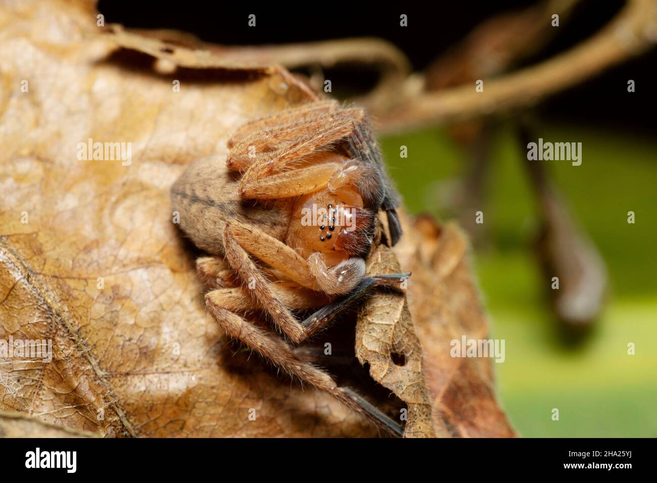 Huntsman spider sparassidae sp hi-res stock photography and images - Alamy