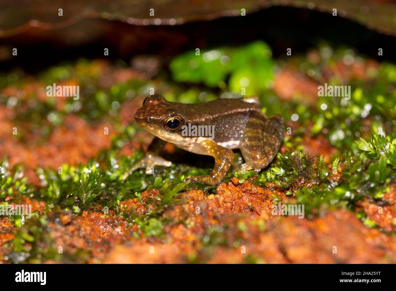 Kottigehara dancing frog, Micrixalus kottigeharensis, Agumbe Karnataka ...