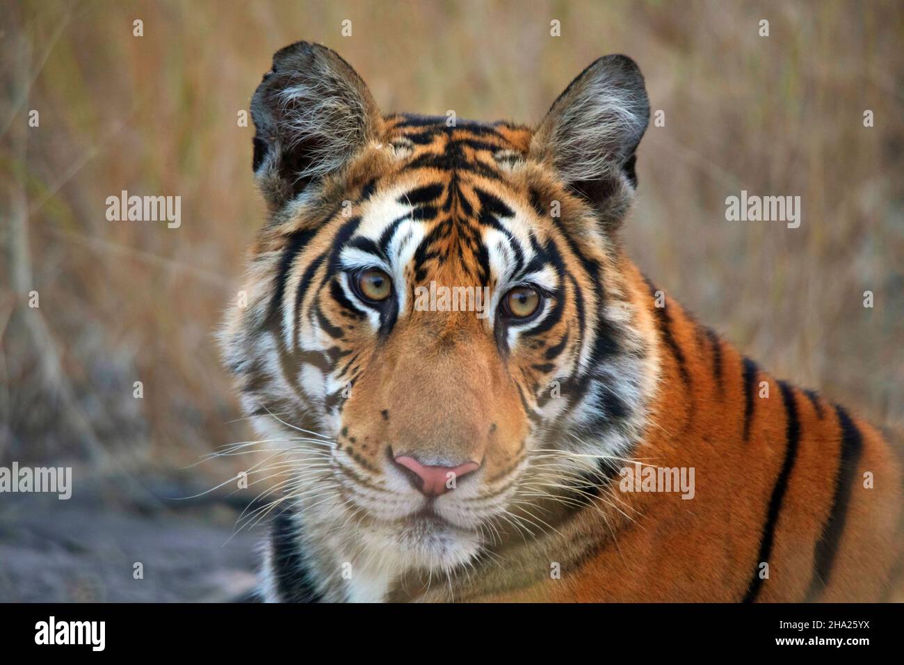 Royal Bengal Tiger face closeup shot, Panthera tigris, Panna Tiger ...