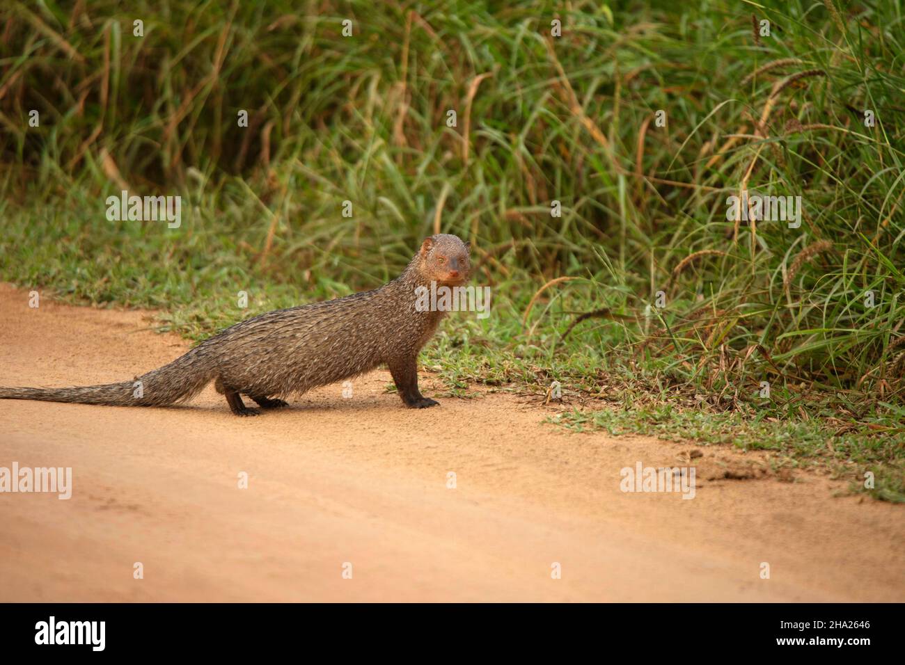 Indian grey mongoose crossing road, Herpestes edwardsi, Jhalana ...