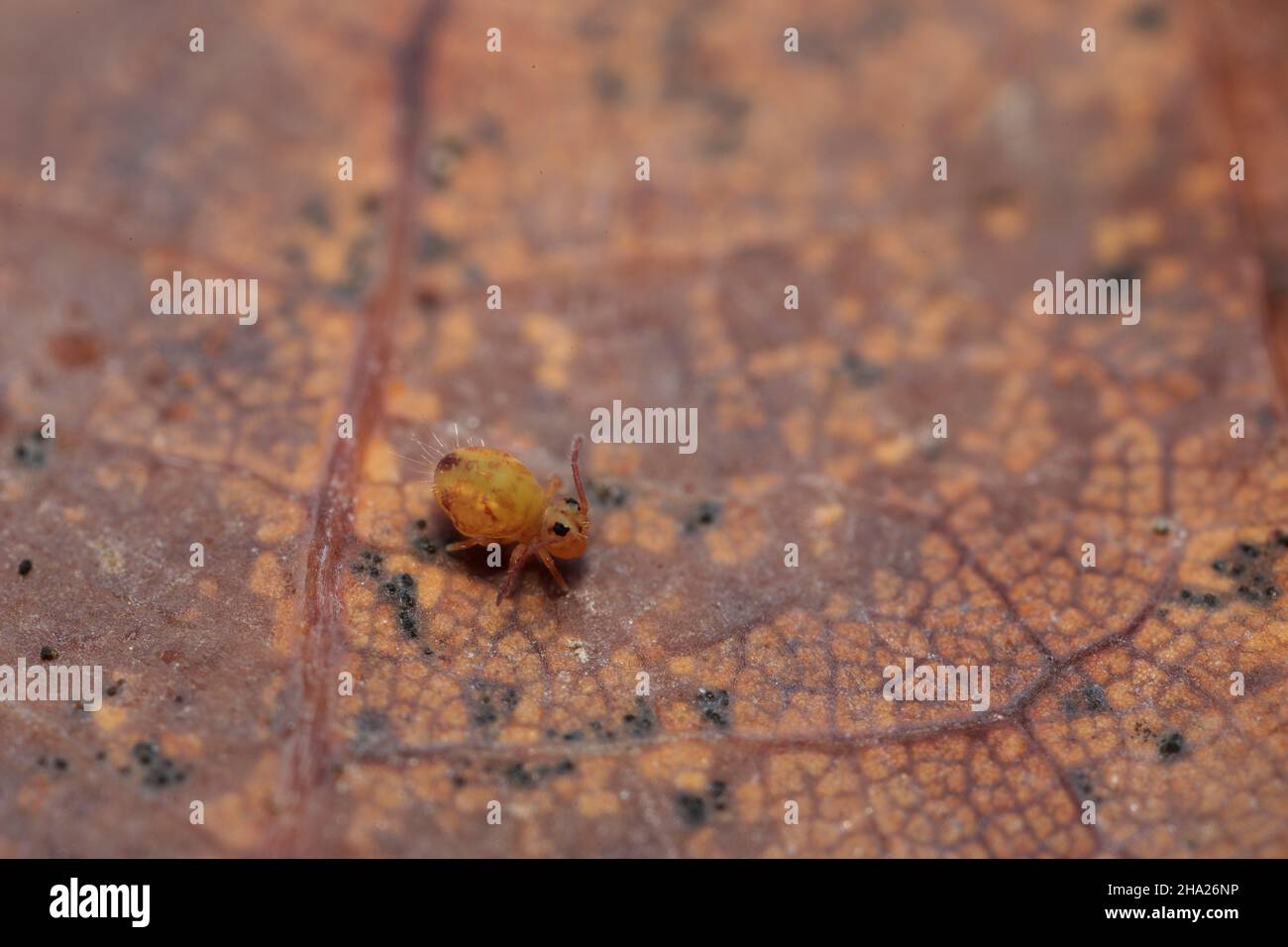 Globular springtail Dicyrtomina ornata or fusca in very close view ...