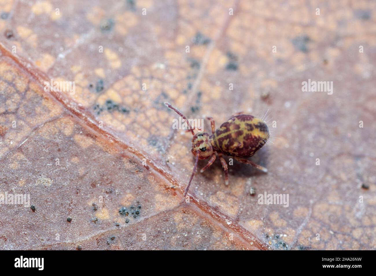Globular springtail Dicyrtomina ornata or fusca in very close view ...