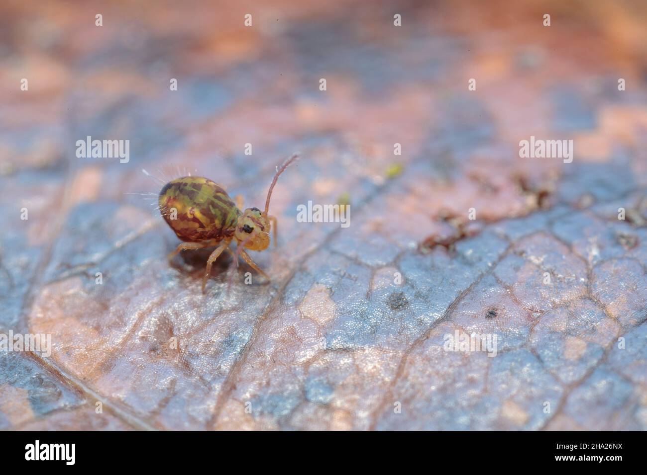 Globular springtail Dicyrtomina ornata or fusca in very close view ...
