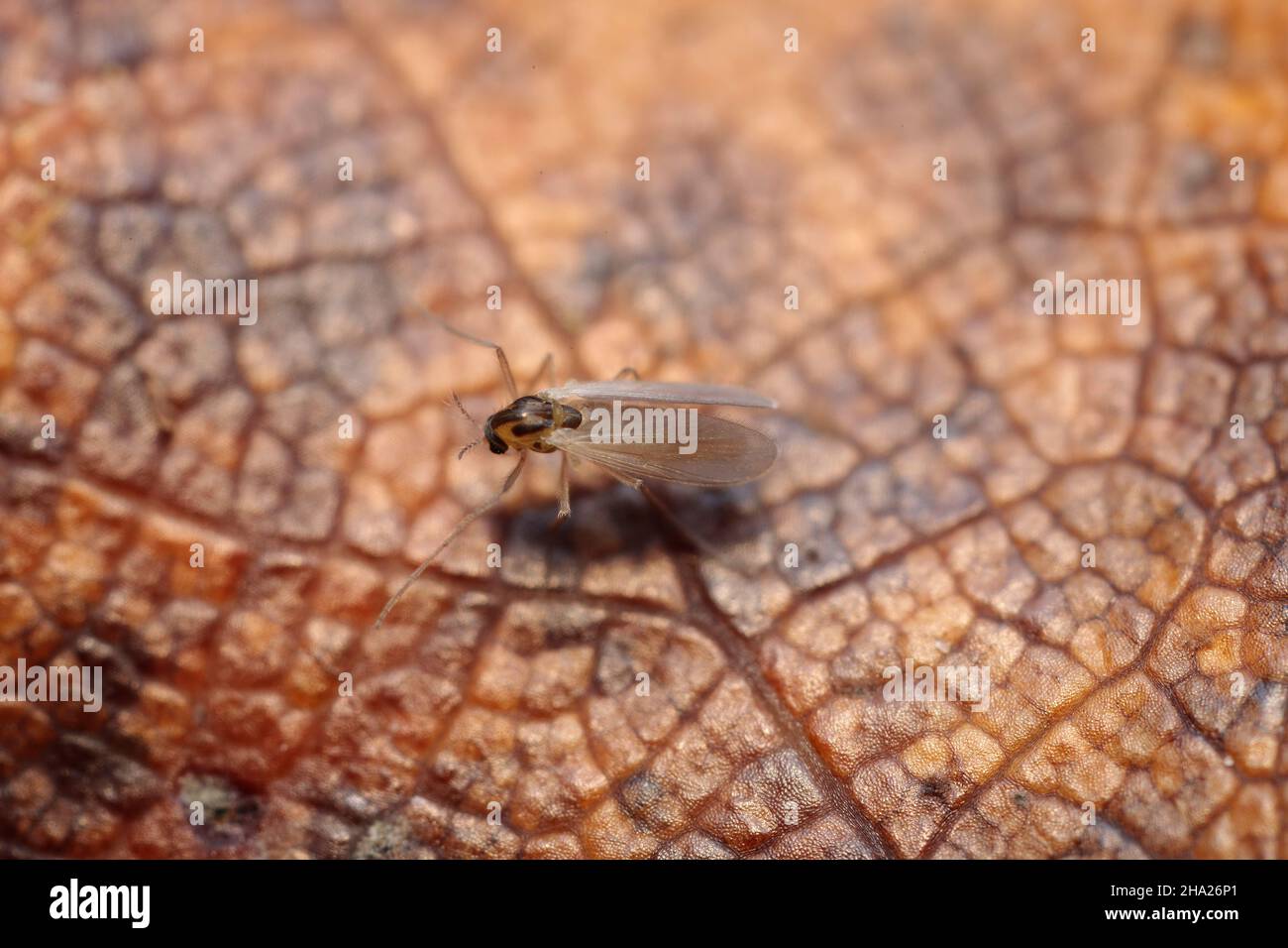 Globular springtail Dicyrtomina ornata or fusca in very close view ...