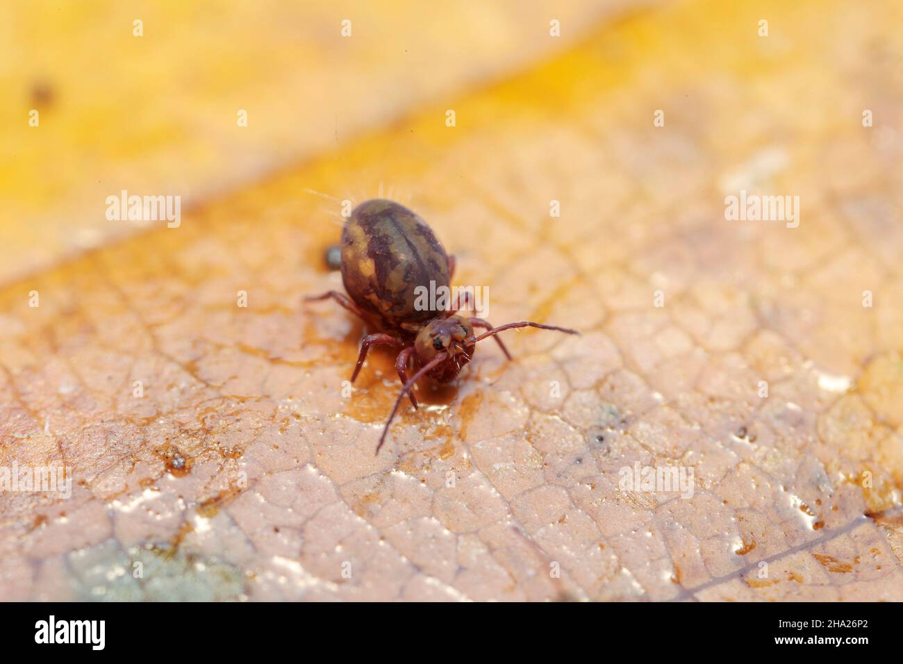 Globular springtail Dicyrtomina ornata or fusca in very close view ...