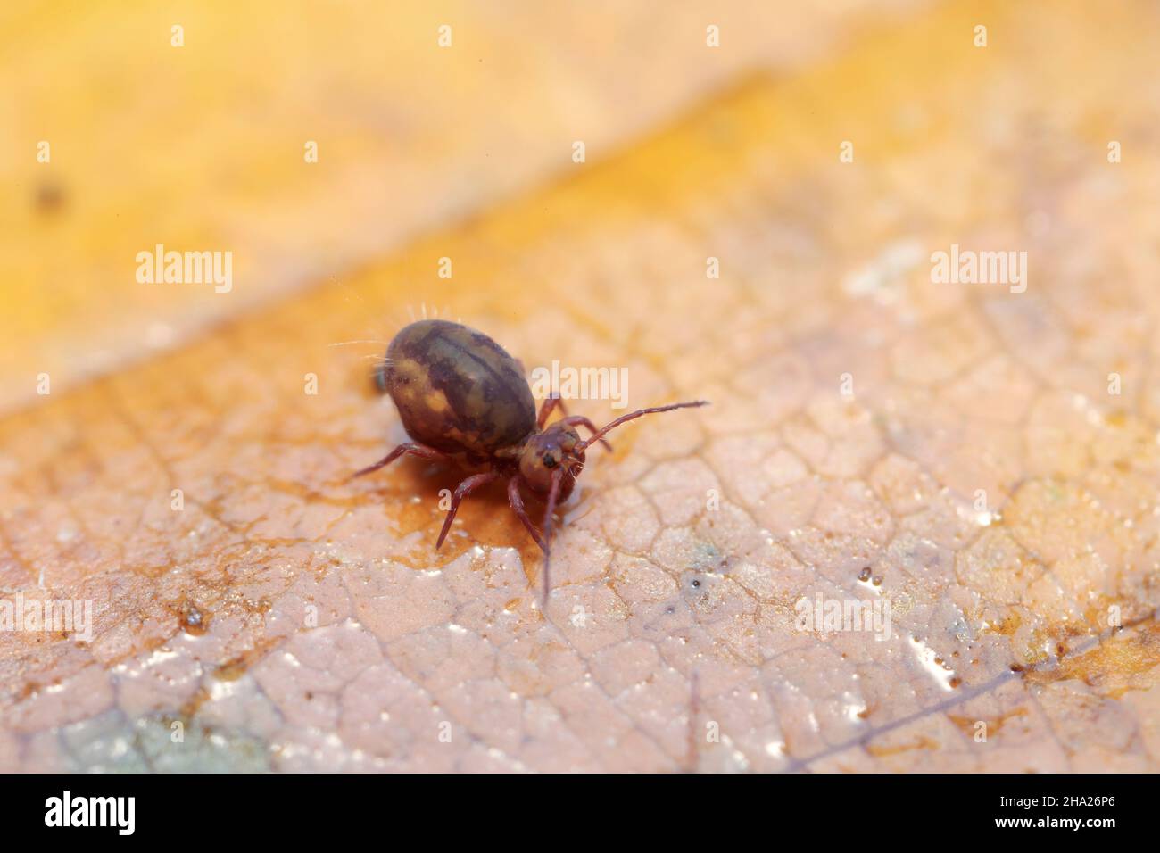 Globular springtail Dicyrtomina ornata or fusca in very close view ...