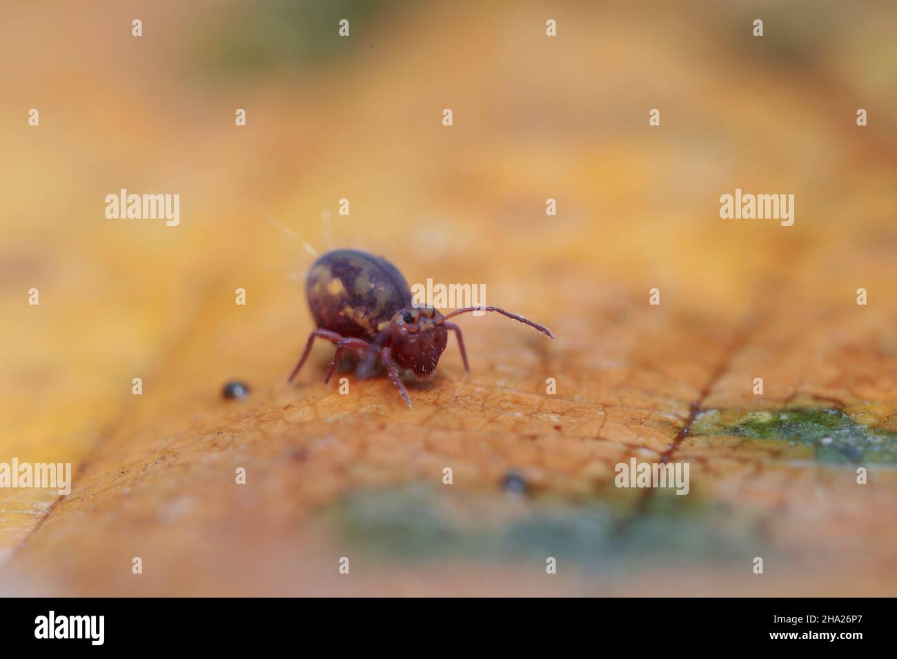 Globular springtail Dicyrtomina ornata or fusca in very close view ...