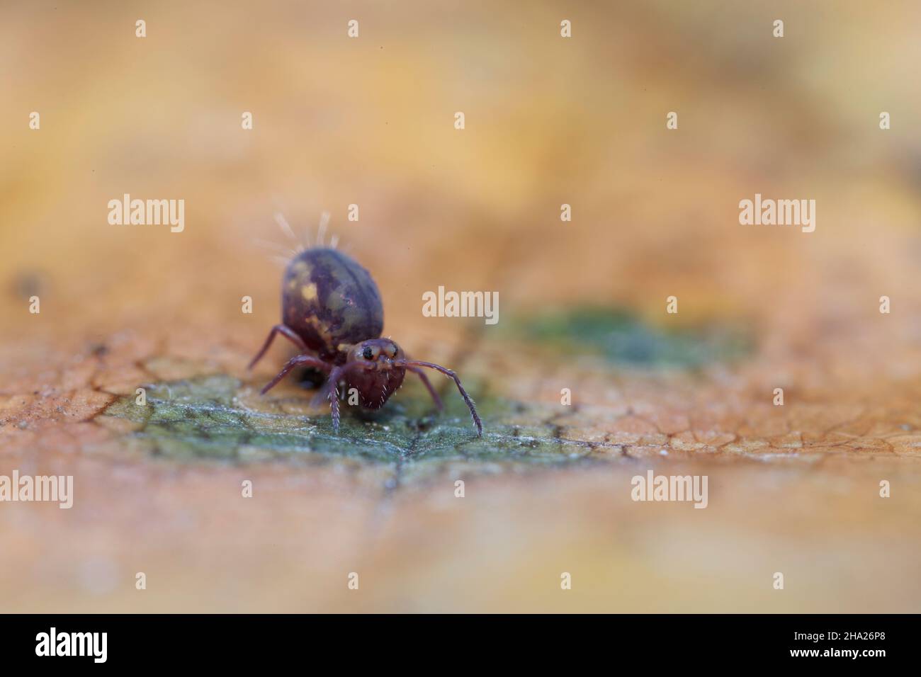 Globular springtail Dicyrtomina ornata or fusca in very close view ...
