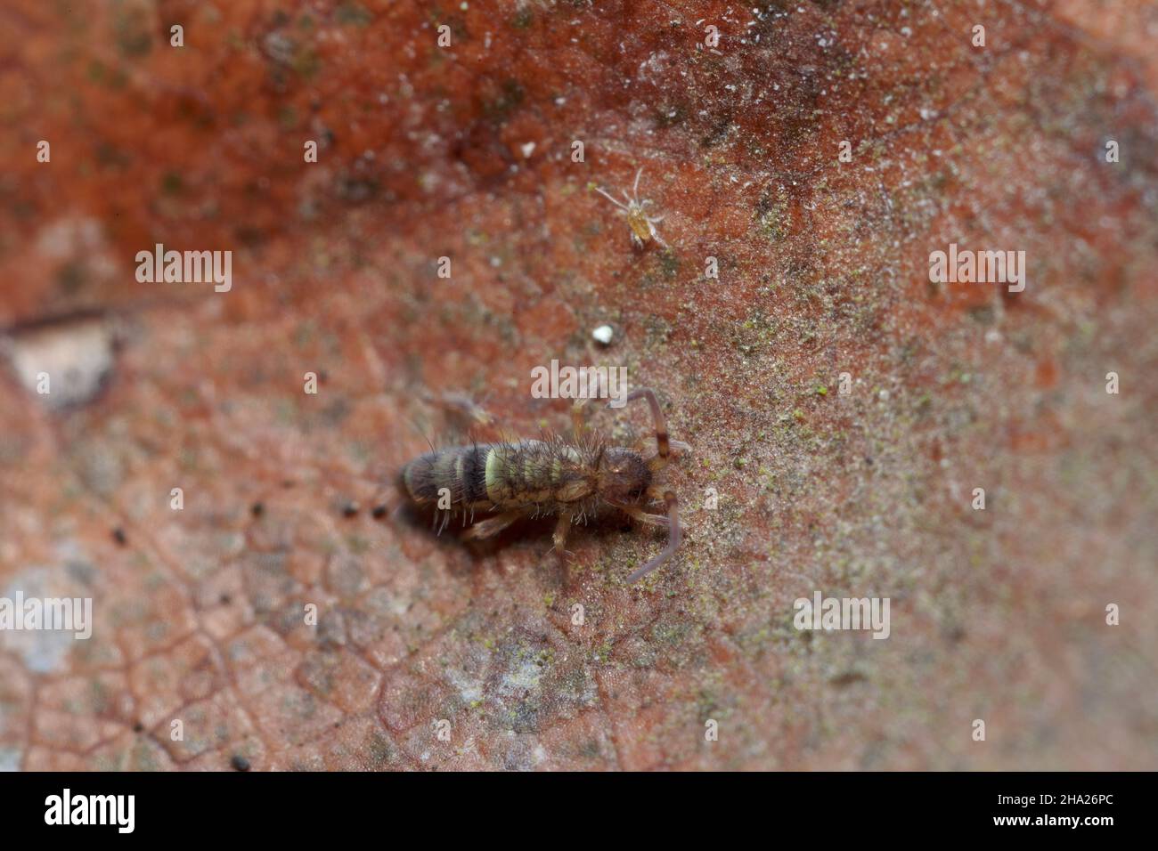 Globular springtail Dicyrtomina ornata or fusca in very close view ...