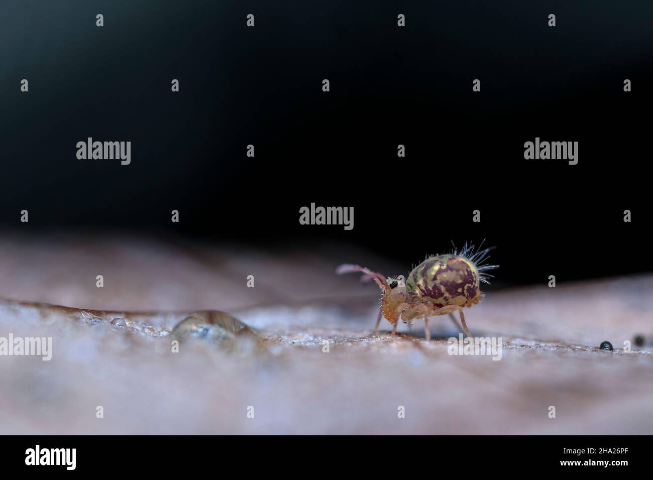 Globular springtail Dicyrtomina ornata or fusca in very close view ...