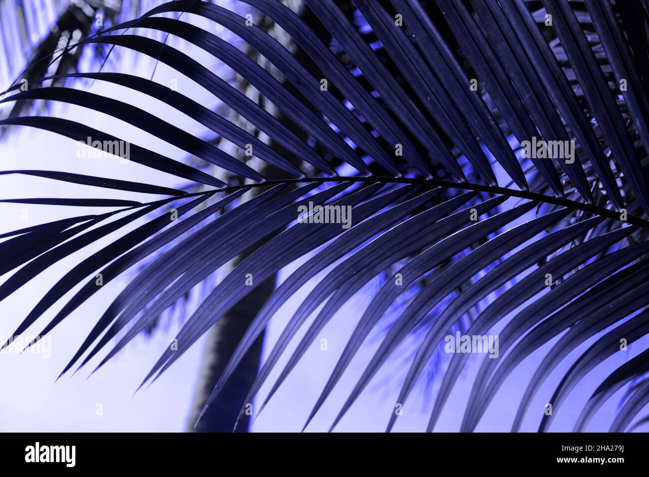 the color of 2022 is very perry. palm branch great background for ...