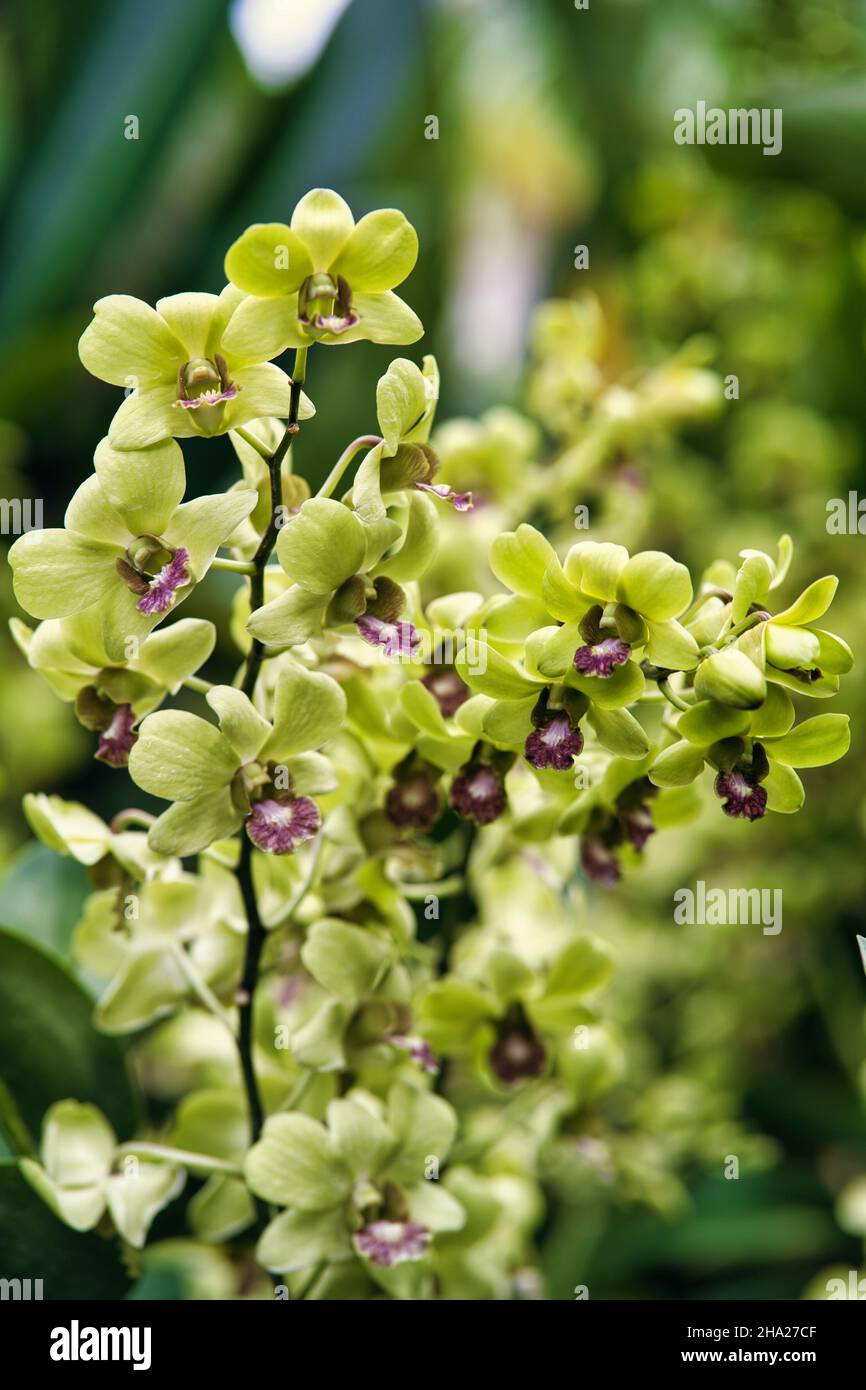 Types Of Green Flowers
