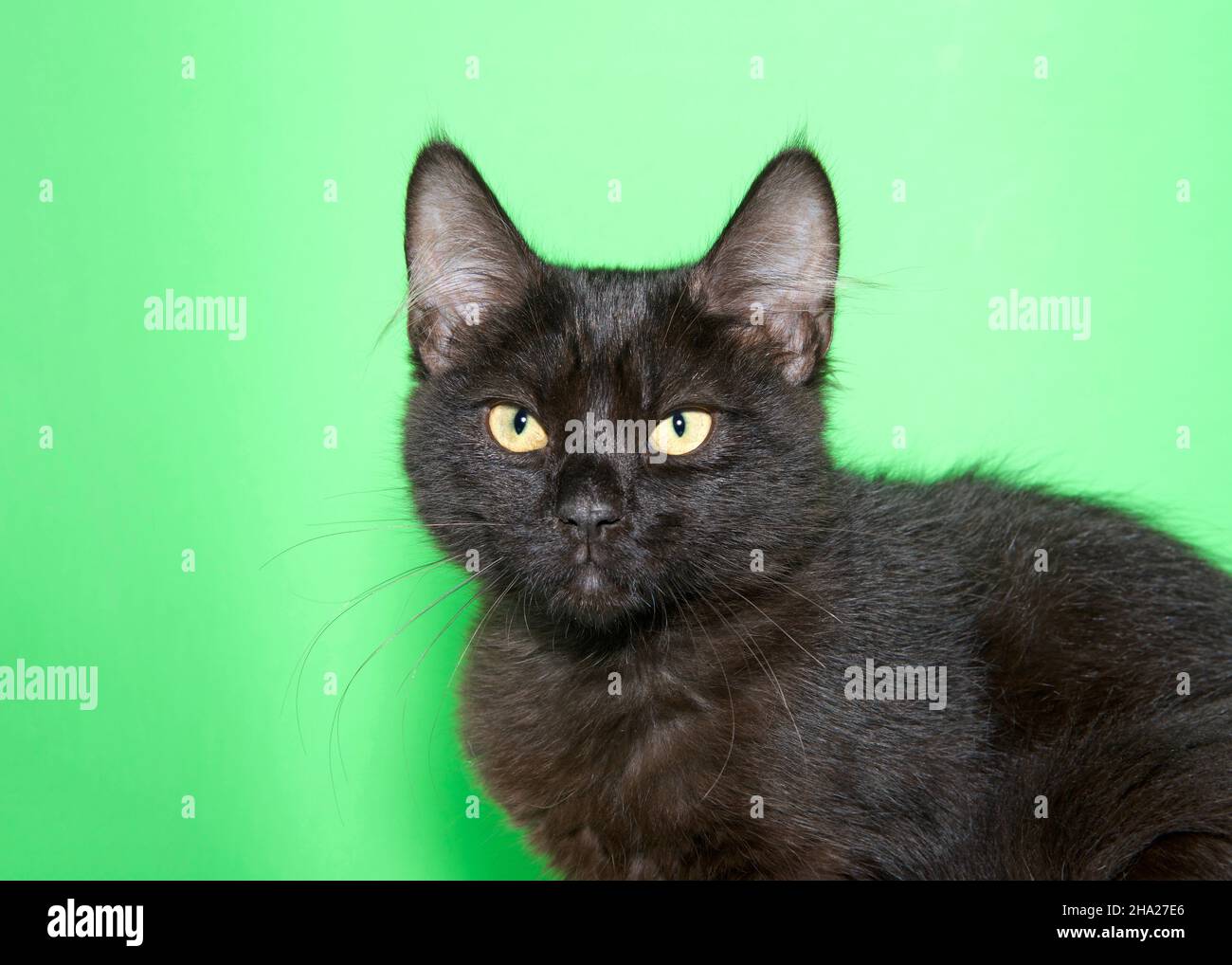 Skeptical Kitten