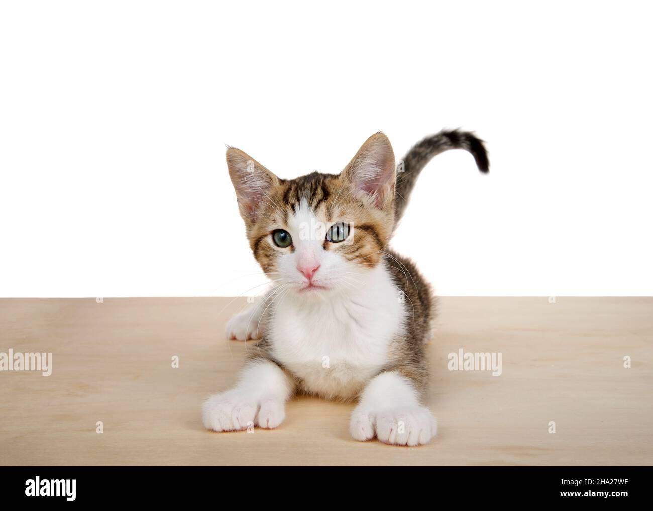 Close up of a cute brown and white polydactyl kitten laying on a light ...