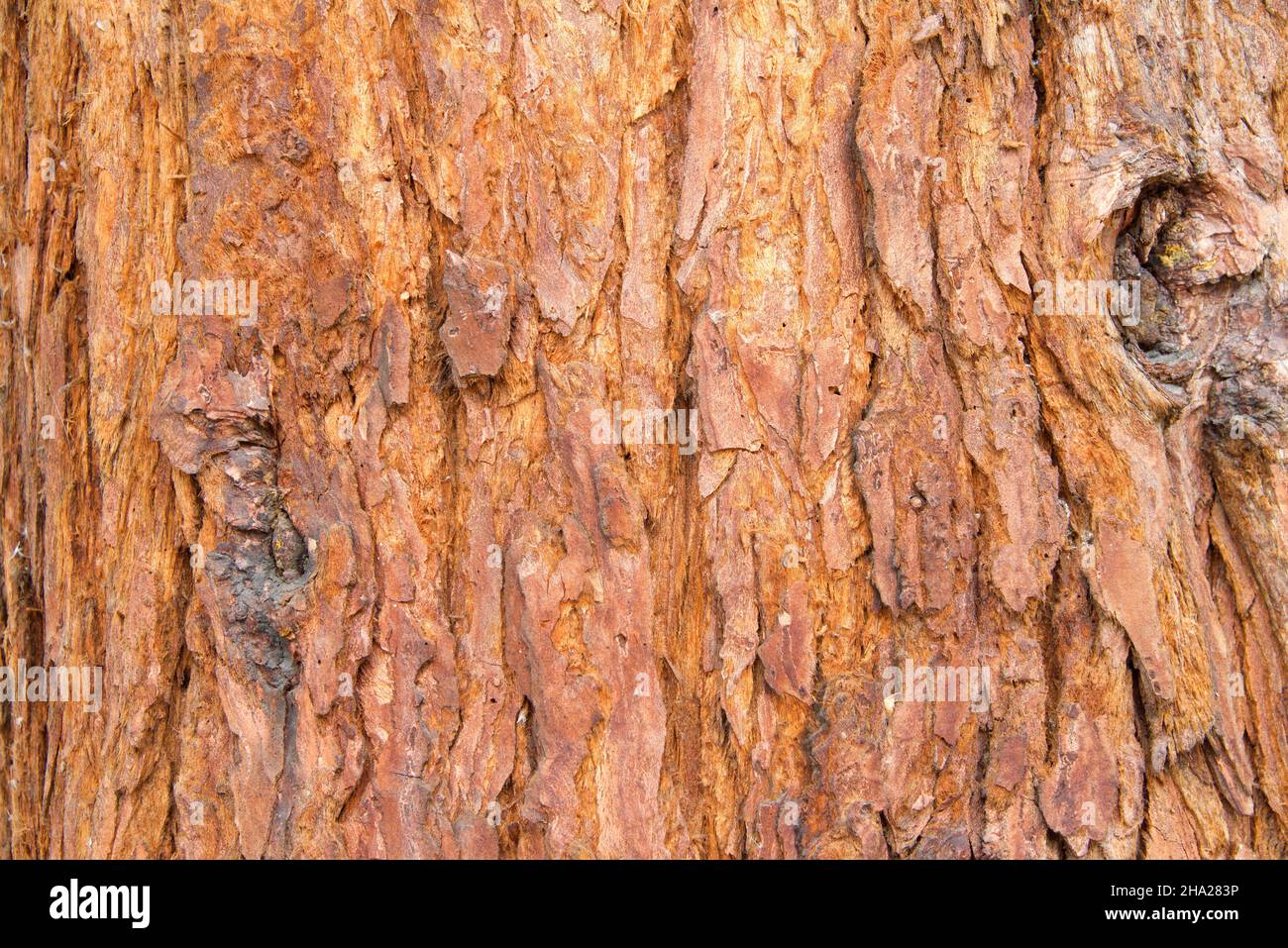 Close up background of tree bark on a Sequoioideae, popularly known as ...