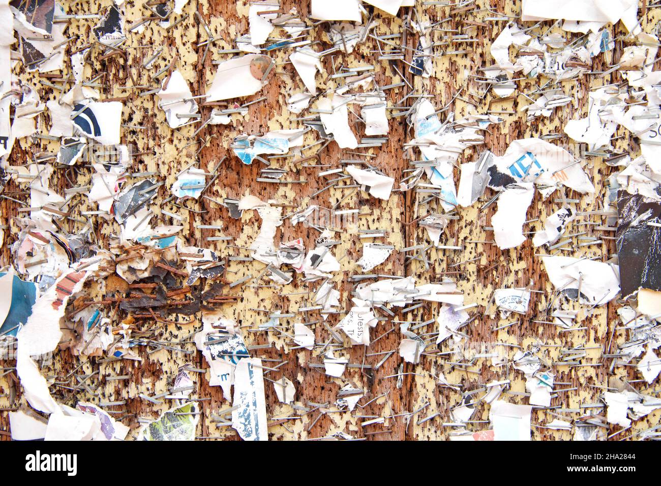 Hundreds of old staples remain in wood pillar where banners and posters ...