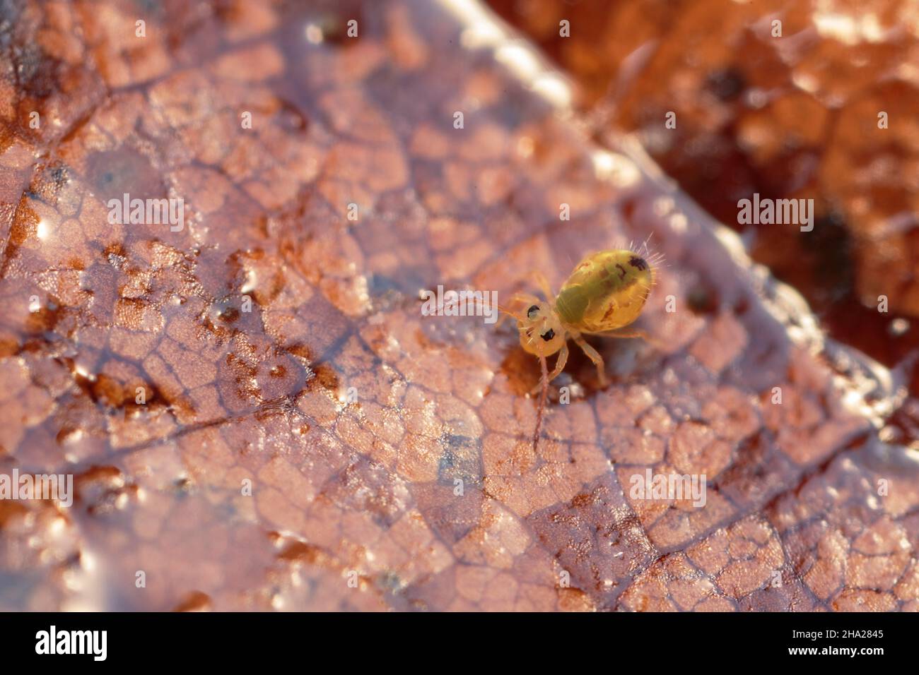 Globular springtail Dicyrtomina ornata or fusca in very close view ...